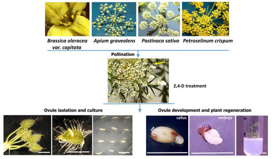 History and Current Status of Haploidization in Carrot (Daucus carota L.)