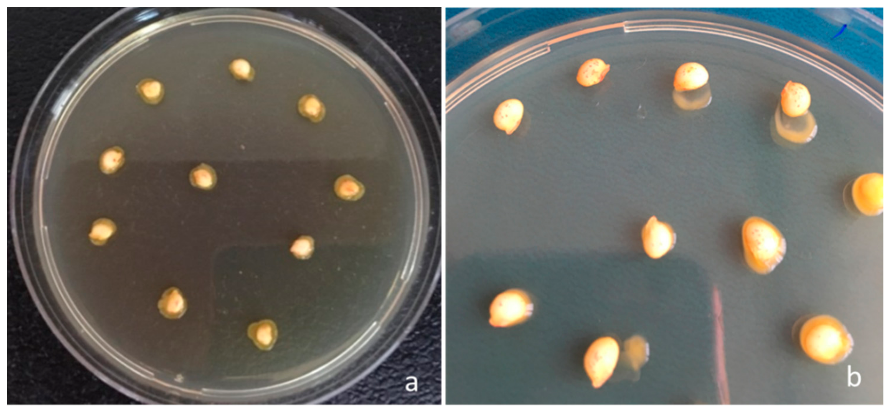 Epidemiology of Xanthomonas euvesicatoria in Tokat Province