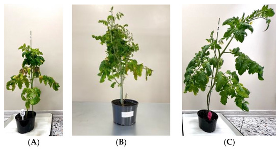 Three Cycles of Continuous Propagation of a Severe PSTVd Strain NicTr-3 ...