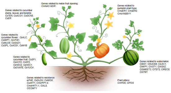 Recent Progress in Genetic Transformation and Gene Editing Technology ...