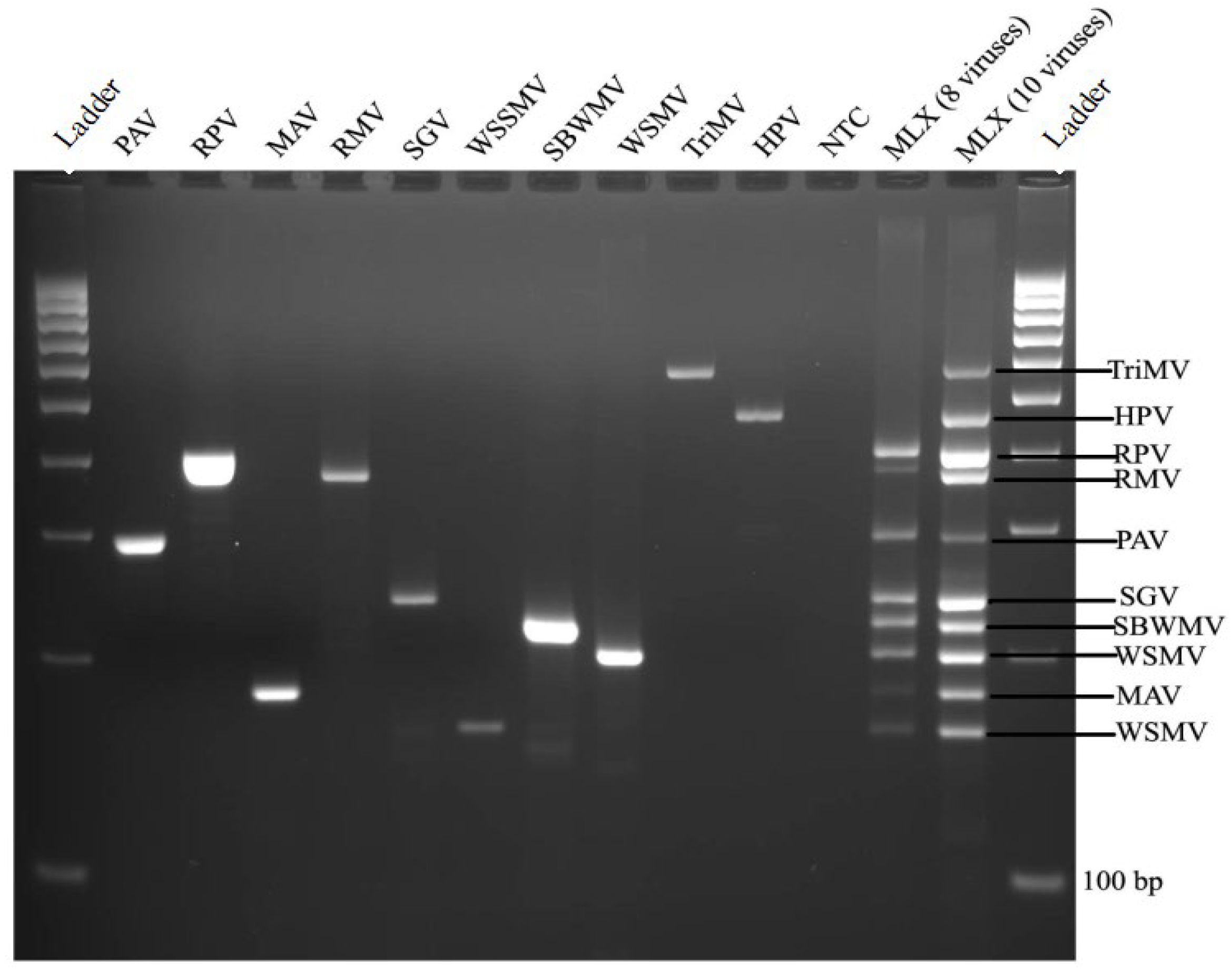 Multiplex Pcr Multiplex Pcr