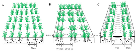 Effect of Planting Patterns and Seeding Rate on Dryland Wheat Yield ...