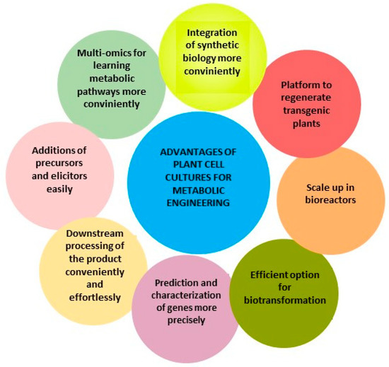 Plant Cell Cultures: Biofactories for the Production of Bioactive Compounds