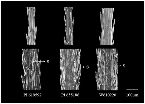 Anatomical and Physiological Characteristics of Awn Development in ...