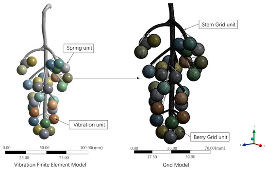 Multidirectional Dynamic Response and Swing Shedding of Grapes: An ...