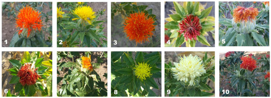 Agronomy | Free Full-Text | Investigation of Flower Yield and Quality ...
