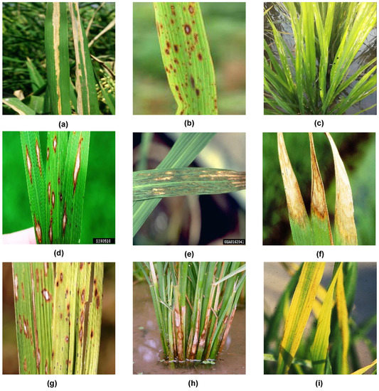 Automatic Recognition of Rice Leaf Diseases Using Transfer Learning