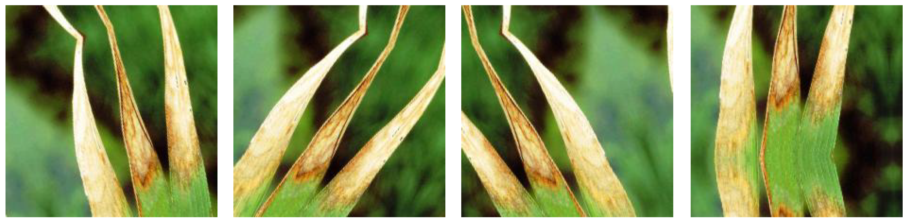Automatic Recognition of Rice Leaf Diseases Using Transfer Learning