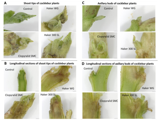 Enhanced Herbicidal Action of Clopyralid in the Form of a ...