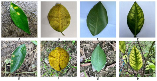 Citrus Disease Image Generation and Classification Based on Improved ...
