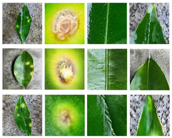 Citrus Disease Image Generation and Classification Based on Improved FastGAN and EfficientNet-B5