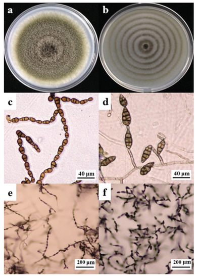 Alternaria