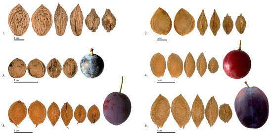The Domestication and Dispersal of Large-Fruiting Prunus spp.: A ...