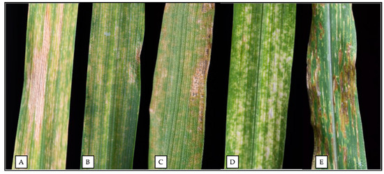 New Insights on Alternative Hosts of Xanthomonas vasicola pv ...