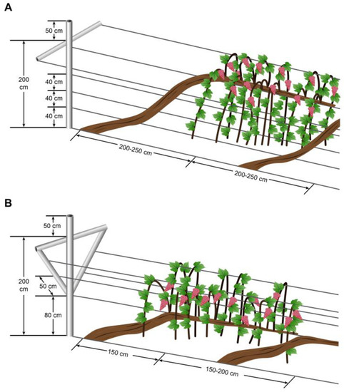 Effects of Trellis Systems on the Vegetative Growth and Fruit Quality ...