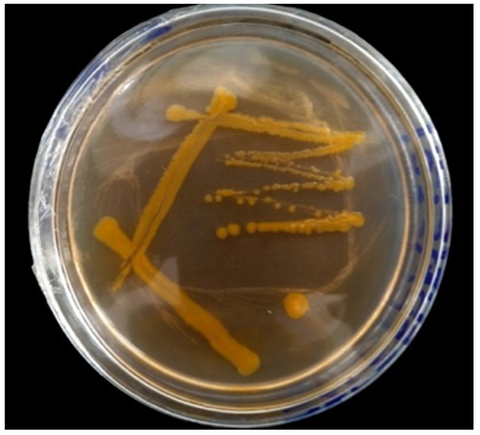 Citrus Canker: A Persistent Threat to the Worldwide Citrus Industry—An ...
