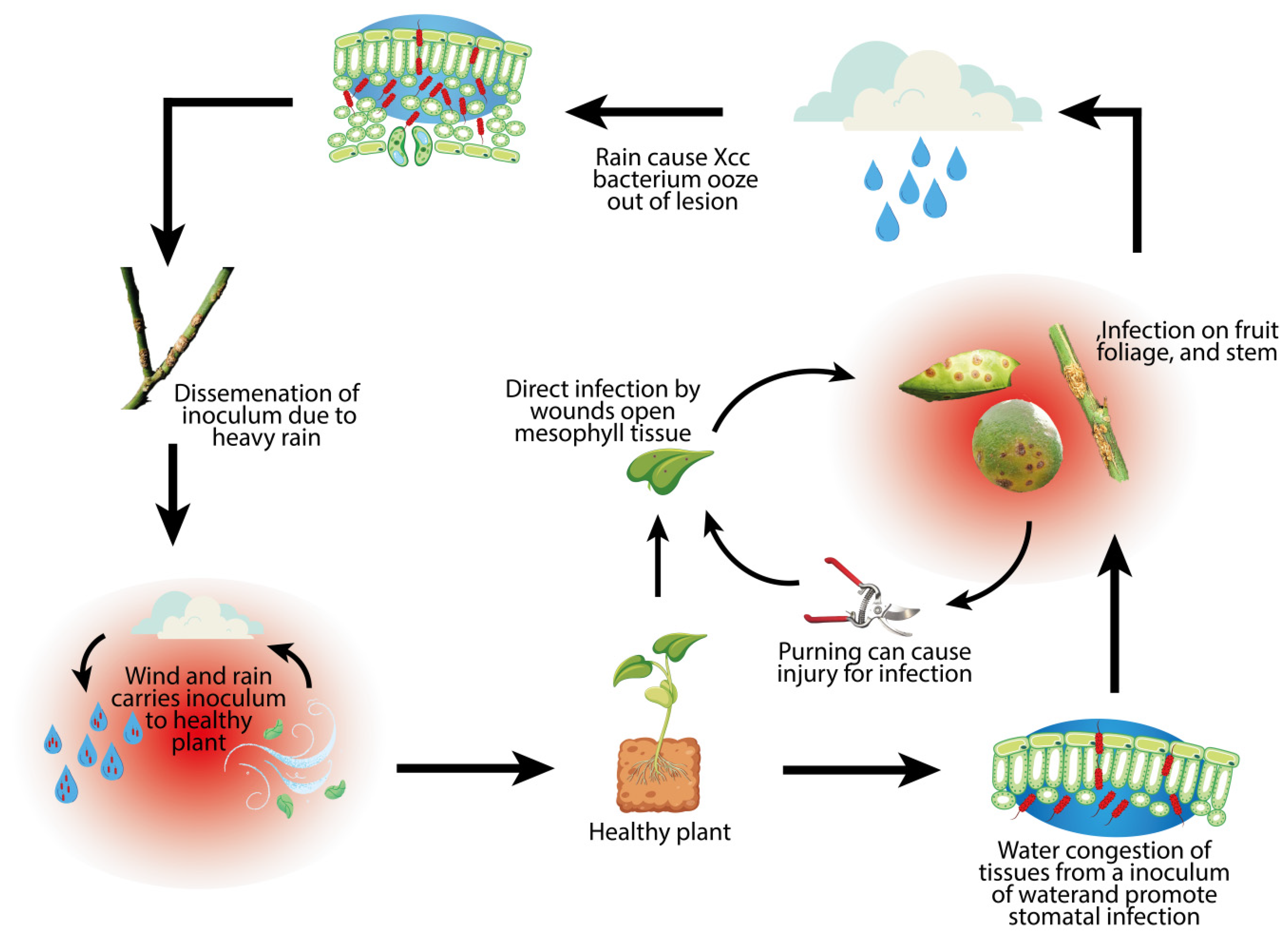 Citrus Canker: A Persistent Threat to the Worldwide Citrus Industry—An ...