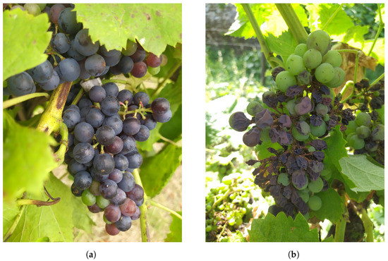 Agronomy | Free Full-Text | Deep Learning YOLO-Based Solution for Grape Bunch Detection and ...