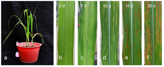 Isolation, Characterization and Phylogenetic Analysis of Stagonospora ...