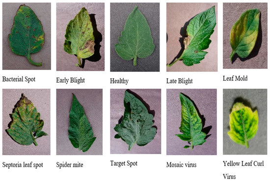 Transform and Deep Learning Algorithms for the Early Detection and ...