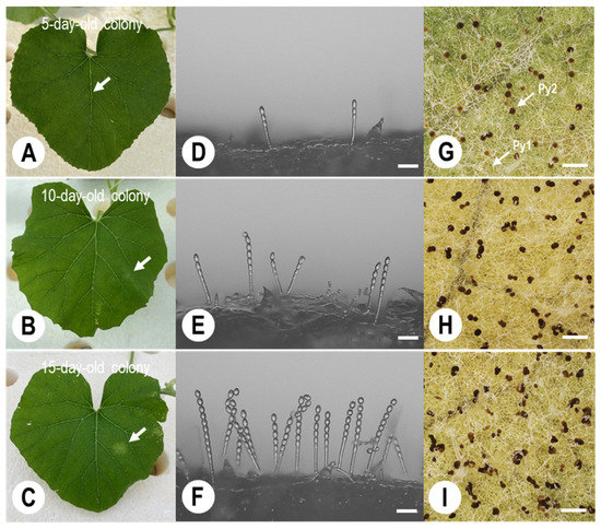 Hyperparasitic Fungi against Melon Powdery Mildew Pathogens ...