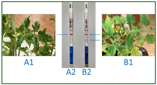 Applicability of Smart Tools in Vegetable Disease Diagnostics