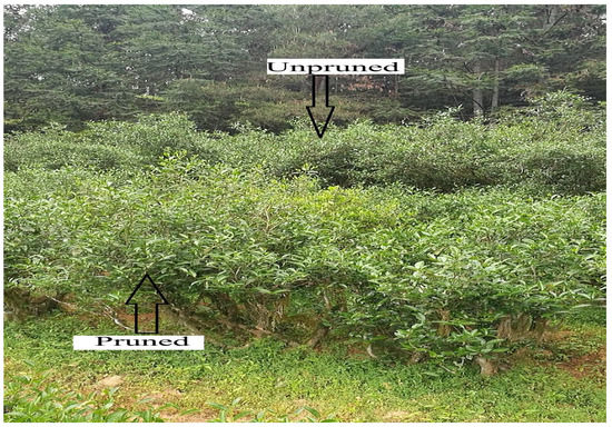 Effects of Pruning on Tea Tree Growth, Soil Enzyme Activity and ...