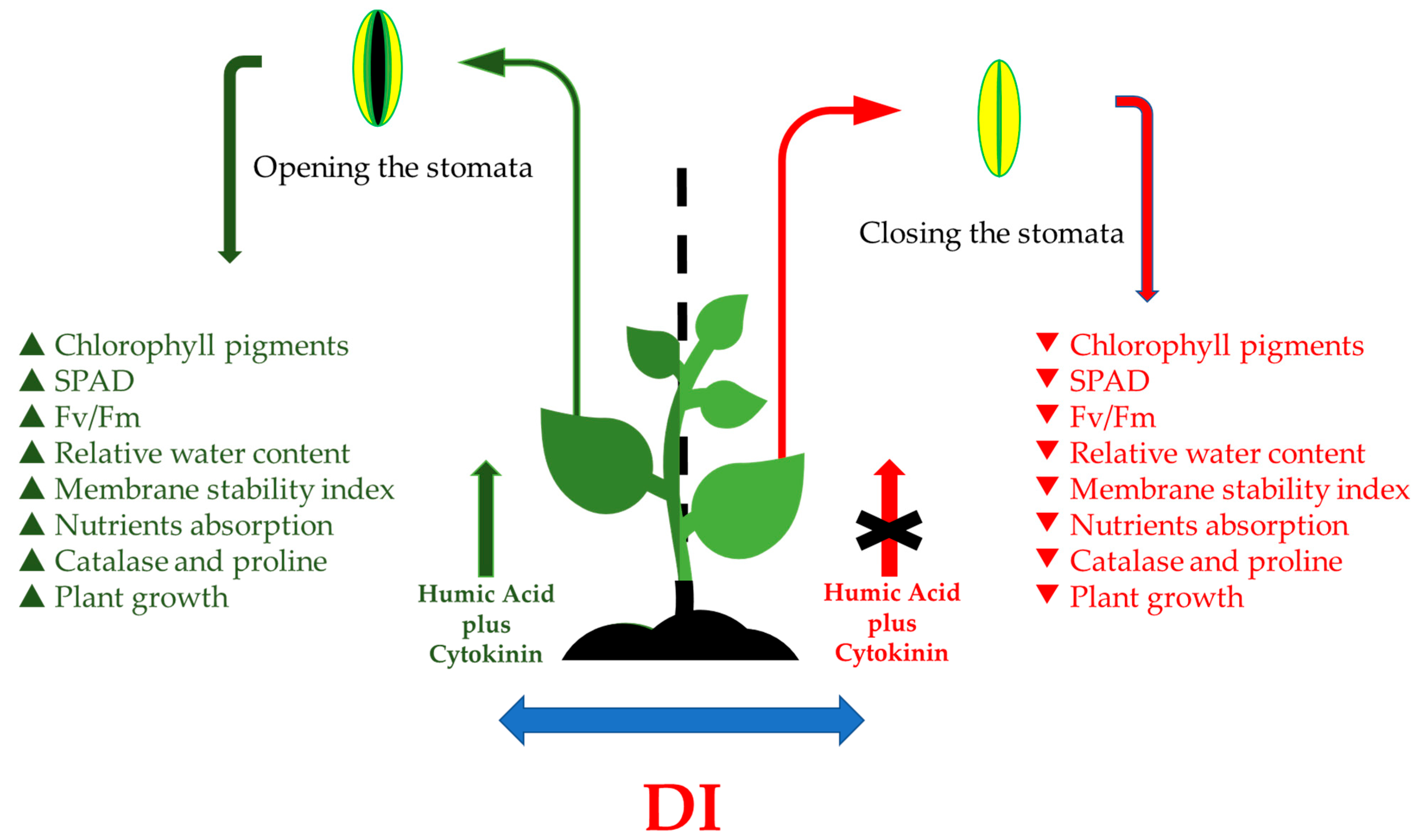The Changes in Various Physio-Biochemical Parameters and Yield Traits of Faba Bean Due to Humic ...