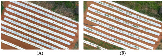 Estimation of Strawberry Crop Productivity by Machine Learning Algorithms Using Data from ...