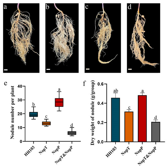 GmPBS1, a Hub Gene Interacting with Rhizobial Type-III Effectors NopT ...