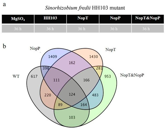 GmPBS1, a Hub Gene Interacting with Rhizobial Type-III Effectors NopT ...