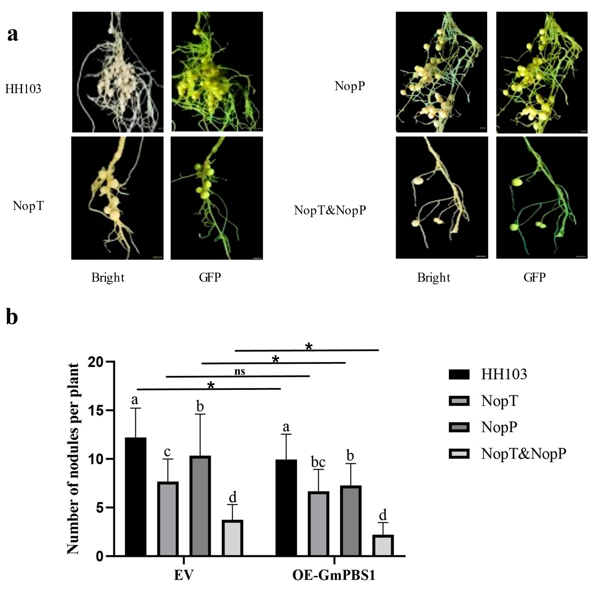 GmPBS1, a Hub Gene Interacting with Rhizobial Type-III Effectors NopT ...