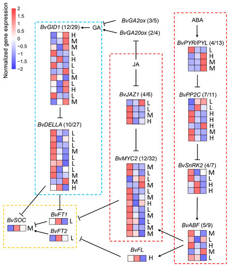 Vernalization Promotes GA-Mediated Bolting Initiation via the ...