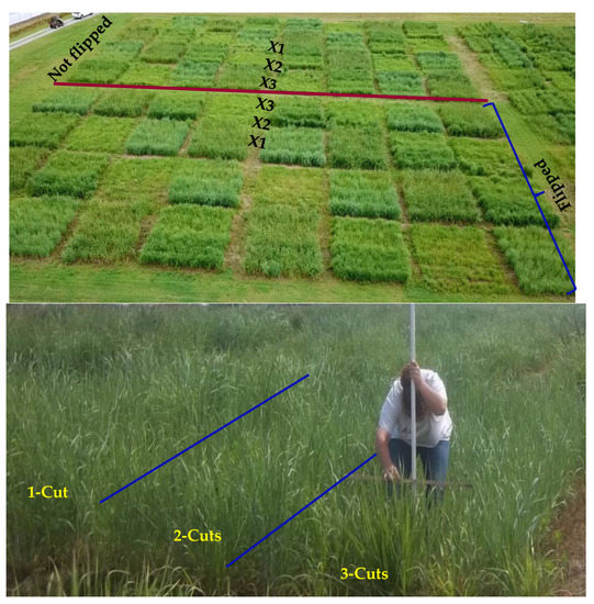 Agronomy | Free Full-Text | Compensatory Structural Growth Responses of ...