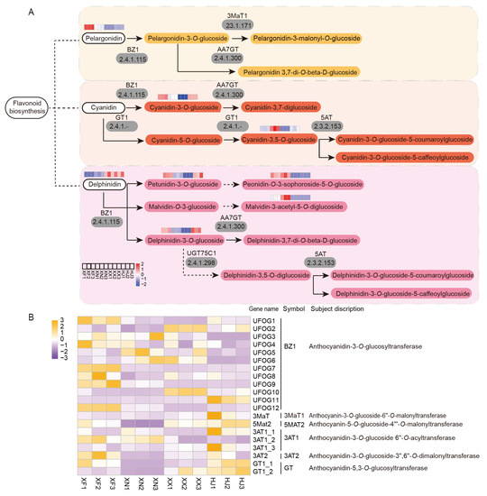 Transcriptomic and Metabolomic Profiling Provides Insights into Flavonoid Biosynthesis and ...