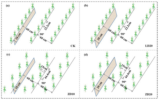 Revolutionizing Maize Crop Productivity: The Winning Combination of ...