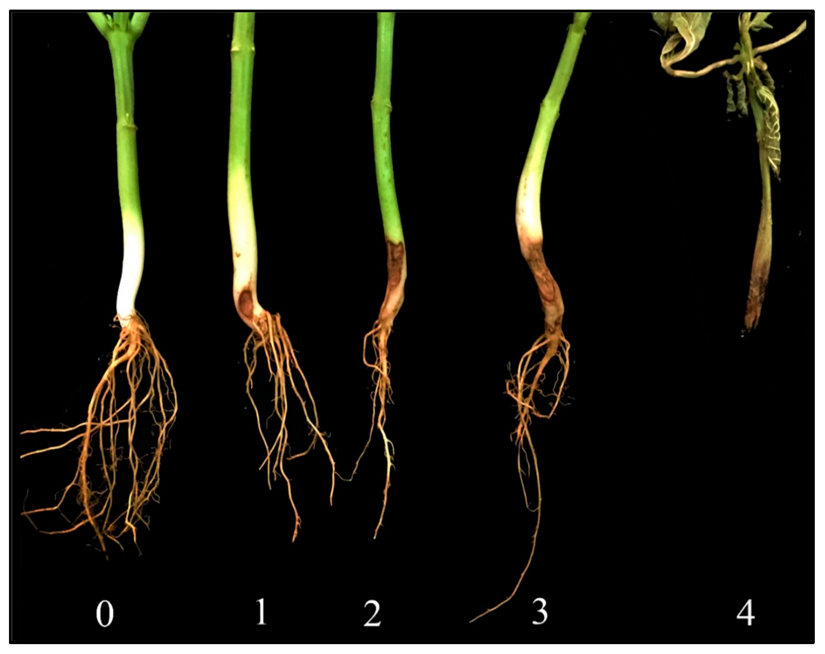Biodiversity of Rhizoctonia solani in Phaseolus vulgaris Seeds in East ...