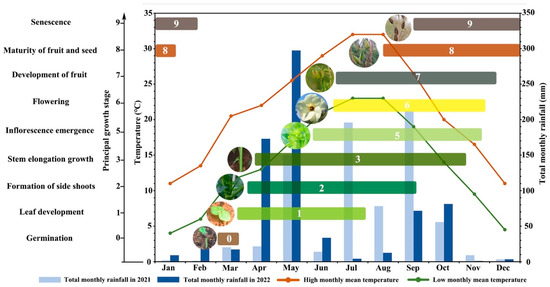 Agronomy | Free Full-Text | Phenological Growth Stages of Abelmoschus ...