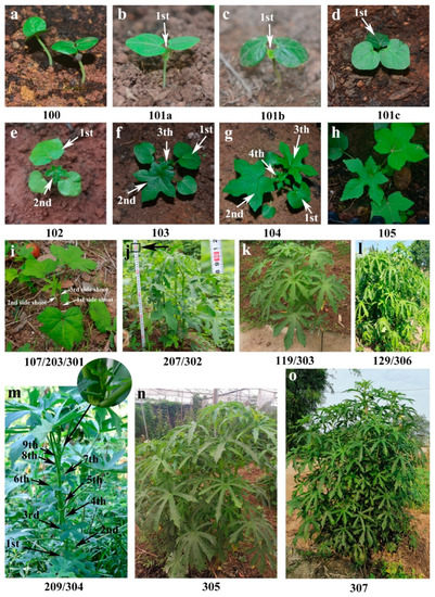 Phenological Growth Stages of Abelmoschus manihot: Codification and ...