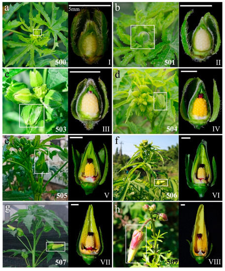 Phenological Growth Stages of Abelmoschus manihot: Codification and ...