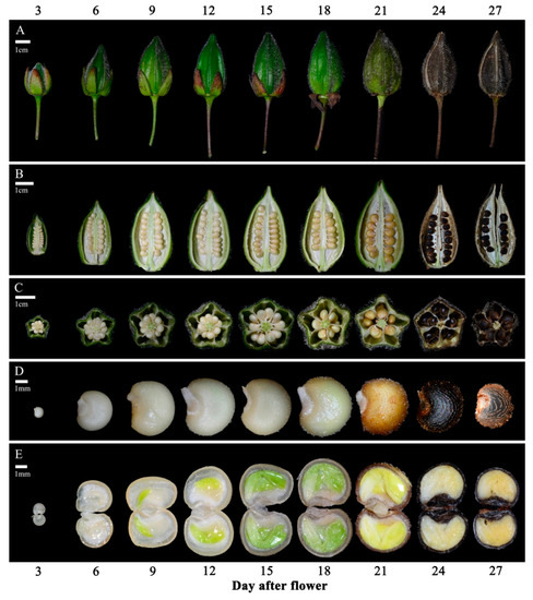Phenological Growth Stages of Abelmoschus manihot: Codification and ...