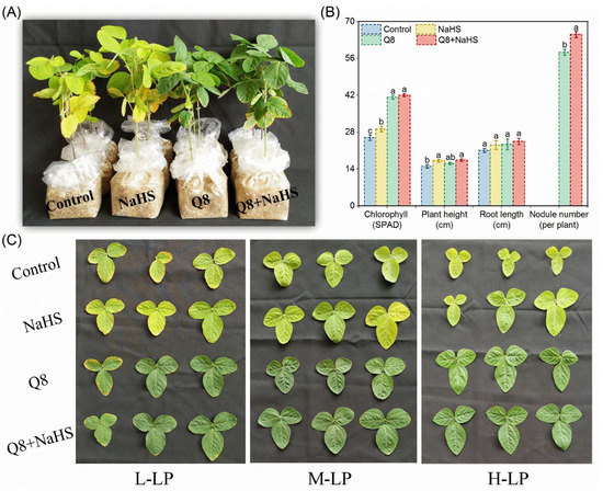 H2S Crosstalk in Rhizobia Modulates Essential Nutrient Allocation and ...