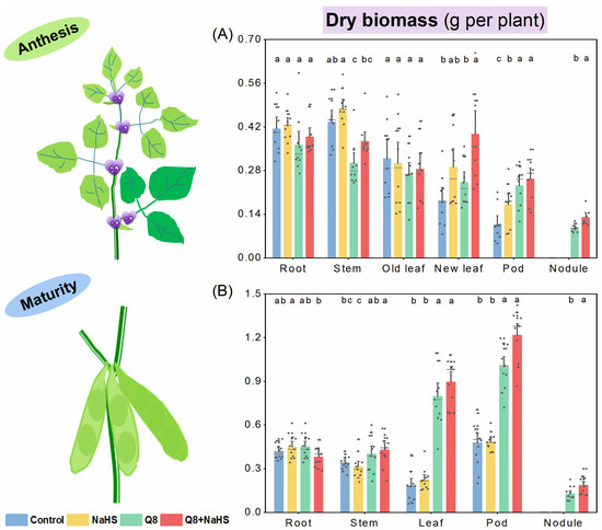 H2S Crosstalk in Rhizobia Modulates Essential Nutrient Allocation and ...