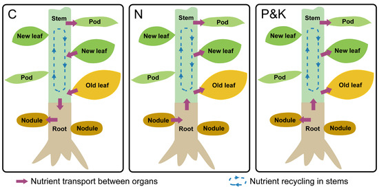 H2S Crosstalk in Rhizobia Modulates Essential Nutrient Allocation and ...