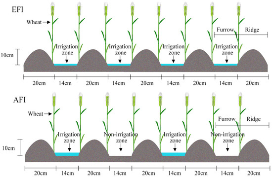 Furrow Irrigation Diagram