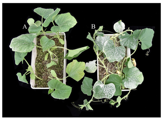 Transcriptome Sequence Analysis of Defense Response of Resistant and ...