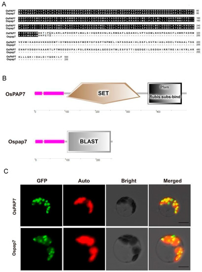 A Plastid RNA Polymerase-Associated Protein Is Involved in Early ...