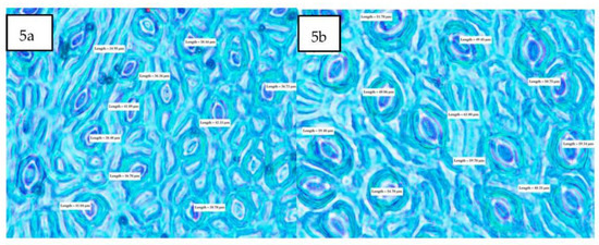 Induction of Polyploidy in Citrus Rootstocks through In Vitro ...