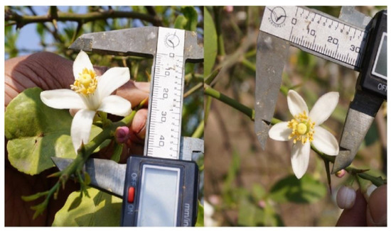 Induction of Polyploidy in Citrus Rootstocks through In Vitro ...