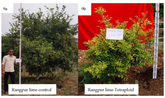 Induction of Polyploidy in Citrus Rootstocks through In Vitro ...